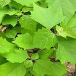 Buy Kapebonavista gamhar Gmelina arborea plant Online at Best Prices in ...