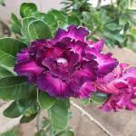 Buy PLATONE Adenium Plant_adenium plant jsdfn pai(y51 Online at Best ...