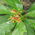 Buy Kapebonavista patala garuda 4 month old sapling plants (rauvolfia ...