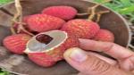 Buy Platone Litchi Plant Chinese Dazao Dwarf Grafted Sweet Tasty Hybrid ...