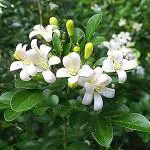 Buy Charming Gronhus Live Rare Murraya Paniculata Orange Jasmine Mara ...