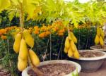 Buy Earth Angels Papaya Plant (Hybrid, Pack of 1) Online at Best Prices ...