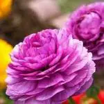Buy PARYAVARAAN Ranunculus Flower Seeds Hybrid Purple Colour For Home ...