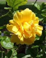 Buy PLATONE Annona Reticulata/Bullock'S Heart Plant (Hybrid, Pack Of 1 ...