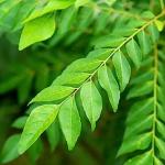 Buy Sumit Greenery kadi patta live Plant Air Purifying plant pack of ...