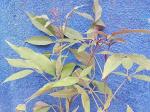 Buy CooPany Rare Variety Black Nochi/Vavil/Black Vitex Negundo Healthy ...