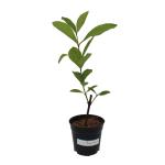 Buy Indian Gardens Yellow Allamanda Hawani Live Plant Indoor And ...