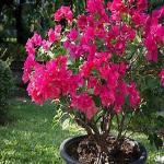 Buy PLATONE Bougainvillea Plant_kajoj plant bnjh pai(y121 Online at ...
