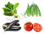 Buy SimXotic Seeds Combo - Spinach Green, Brinjal Green, Brinjal Purple & Tomato Seeds| ORGANIC ...