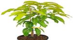 Buy Corofitam Mango Plant Mango Fruit Live Plant Mulgoba Online at Best ...