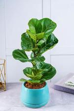Buy Nurturing Green Fiddle Leaf Fig Plant For Table Top, Living Room In Teal Pot Online at Best ...