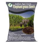 Buy Iagrifarm Elephant Grass Seed - 3 Kg/Pennisetum purpureum/Napier grass seed/Multicut Grass ...