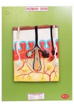 Buy Pasco Fiber Anatomical Human Skin Model On Wooden Base For Teaching ...