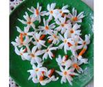 Buy PYANABI GARDEN Parijat Flower tree /Seuli Flower Plant harsingar ka ...
