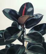 Buy Earth Angels Rubber Tree (Hybrid, Pack of 1) Online at Best Prices ...