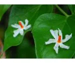 Buy PYANABI GARDEN Parijat Flower tree /Seuli Flower Plant harsingar ka ...