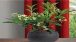 Buy Platone Night Bloom Jasmine Plant Ratrani / Night blooming Jasmine ...