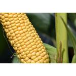 Buy CooPany Corn Seeds/Makka Solam Seeds Pack of 50 Seeds Online at ...