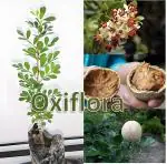 Buy Oxiflora Grafted Wood Apple Plant Kodbel Wood Apple Limonia ...