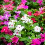 Buy Flora Seeds Premium Vinca Hybrid Seeds | Vinca Mixed Color High ...
