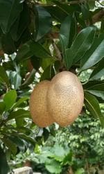 Buy Baishnab Chiku PlantSobeda PlantLive Exotic Fruit Plant Sapota ...