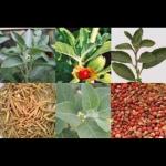 Buy Charming Gronhus Live Syama Tulsi | Kali Tulsi Podha Live Plant ...