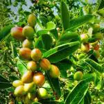 Buy Cloud Farm Carissa CarandaskarondakalayborandaKormocha Healthy ...