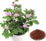 Buy SRI SAI FORESTRY Lajwanti Seed - Chui Mui Beej - Lajjalu-Mimosa ...