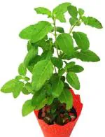 Buy Earth Angels Tulsi Plant (Hybrid, Pack of 1) Online at Best Prices ...