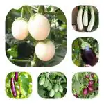 Buy JIGNISHA SEEDS COMBO OF 6 TYPE OF BRINJAL BENGAN SEEDS | Pack of 50 ...