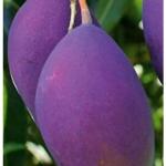 Buy Cloud Farm Super purple mango purple Miyazaki mango Plant CF_1040 ...