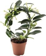 Buy Baishnab Night Bloom Jasmine PlantHasnoyna Plant]Star Jasmine ...