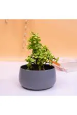 Buy Kyari Design 4 Grey Iron Handi Flower Pot Planter without Stand 7 x ...