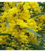 Buy Indian Climate Suitable Acacia Nilotica Arabic Babool Tree Seeds ...