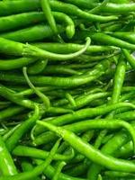 Buy Kechuaa Pusa Sadabahar Chilli/mirch Seeds -60 Seeds Pack for ...