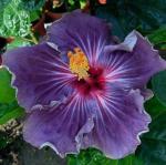 Buy Earth Angels Hibiscus Plant (Hybrid, Pack of 2) Online at Best ...
