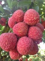 Buy Earth Angels Litchi Plant (Hybrid, Pack of 1) Online at Best Prices ...