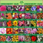 Buy Greenery Hub Organic 35 Varieties of Flower Seeds Combo for Home ...