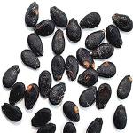 Buy Kapebonavista Tarbooz Beej Tarbuj Tormuj Indrak Watermelon Seed ...