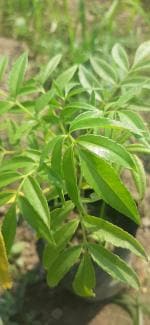 Buy Heaven Of Saplings Amra Plant (Pack of 1) Online at Best Prices in ...