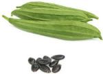 Buy Greenery Hub Organic Ridge Gourd Seeds (25 Per Packet) Online at ...