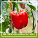 Buy Farmgokart | 40 Seeds Pack of RED CAPSICUM ( Bell Pepper ) SEEDS ...