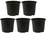 Buy Audbhidhi 4 inches Pack Set Of 5 Black Gamla Nursery Flowers ...