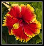 Buy Earth Angels Hibiscus Plant (Hybrid, Pack of 2) Online at Best ...