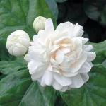 Buy PLATONE Jasmine Plant_belful plant bdfh paqi(y02 Online at Best ...