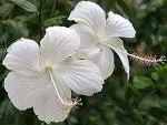 Buy Earth Angels Hibiscus PlantJoba PlantSaraswati Gardens White Flower ...