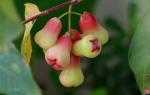 Buy Cloud Farm Hybrid Java Rose Apple Jamun Plant - 200 mm CF2162 ...