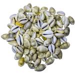 Buy Spillbox Yellow Kaudi Sacred Shankh for Lakshmi Diwali Pooja - 108 ...