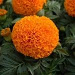 Buy PARYAVARAAN Marigold Flower Seeds Inca Orange For Garden pack of 10 ...