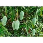 Buy Exotica Orchids Arumanis Mango plant-Grafted Online at Best Prices ...